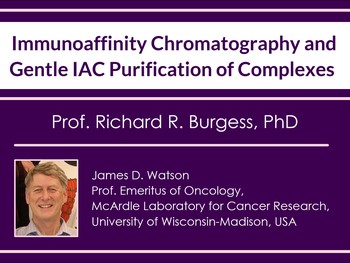 Immunoaffinity chromatography and gentle IAC purification of complexes ...
