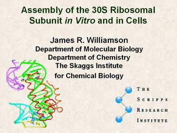 Assembly of the 30S ribosomal subunit in vitro and in cells | HSTalks