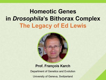 Homeotic genes in Drosophila's bithorax complex - The legacy of Ed ...
