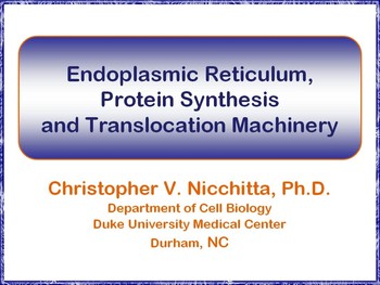 Endoplasmic reticulum, protein synthesis and translocation machinery ...